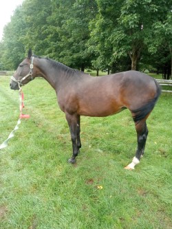 Auction: JET HOT STUFF | Standardbred Canada